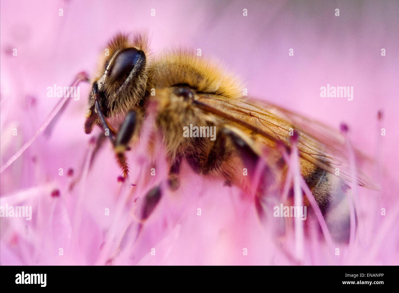 little bee in the pink flower Stock Photo - Alamy