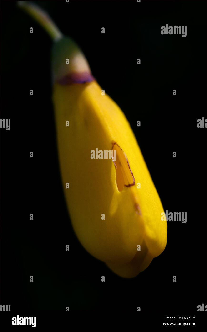 genista Cytisus Scoparius Fabaceae Citso Scopario Sarothamnus Scoparius ...