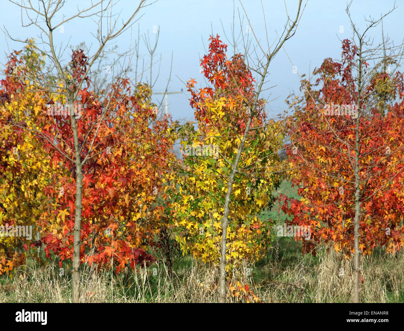 Yellow trees on autumn hi-res stock photography and images - Alamy