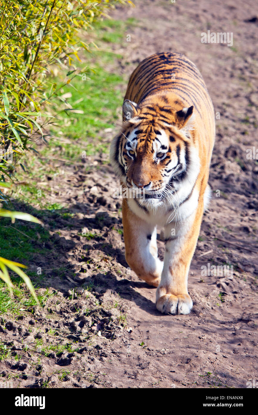 A Siberian Tiger walking along a path Stock Photo - Alamy