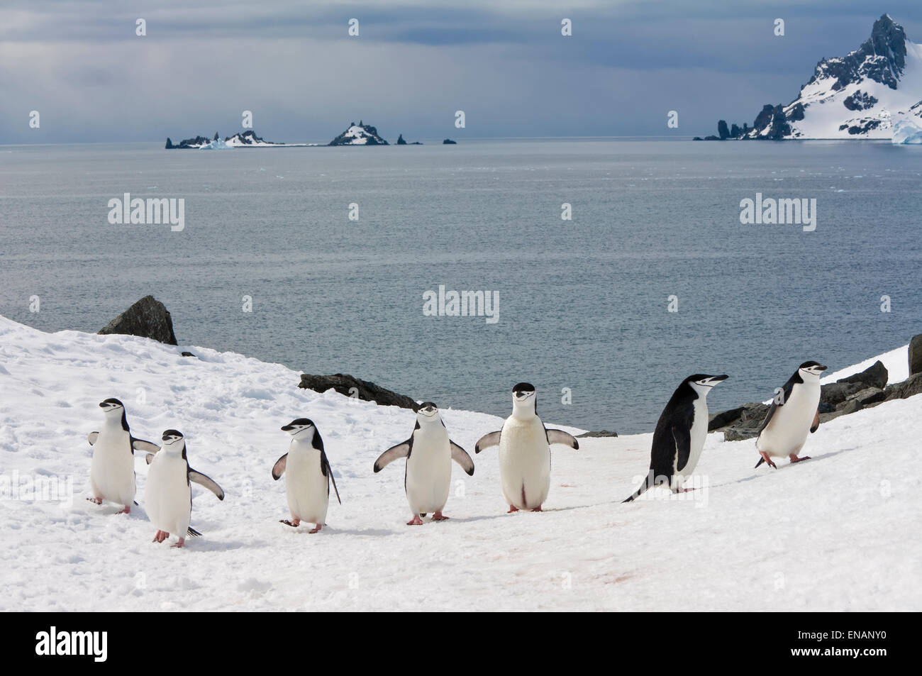 Birding in antarctica hi-res stock photography and images - Alamy