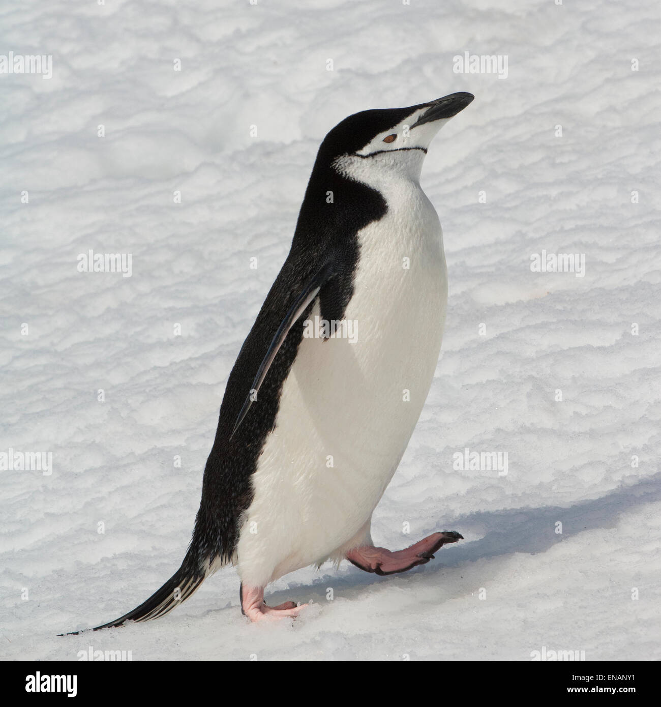 Sphenisc chinstrap penguins hi-res stock photography and images - Alamy