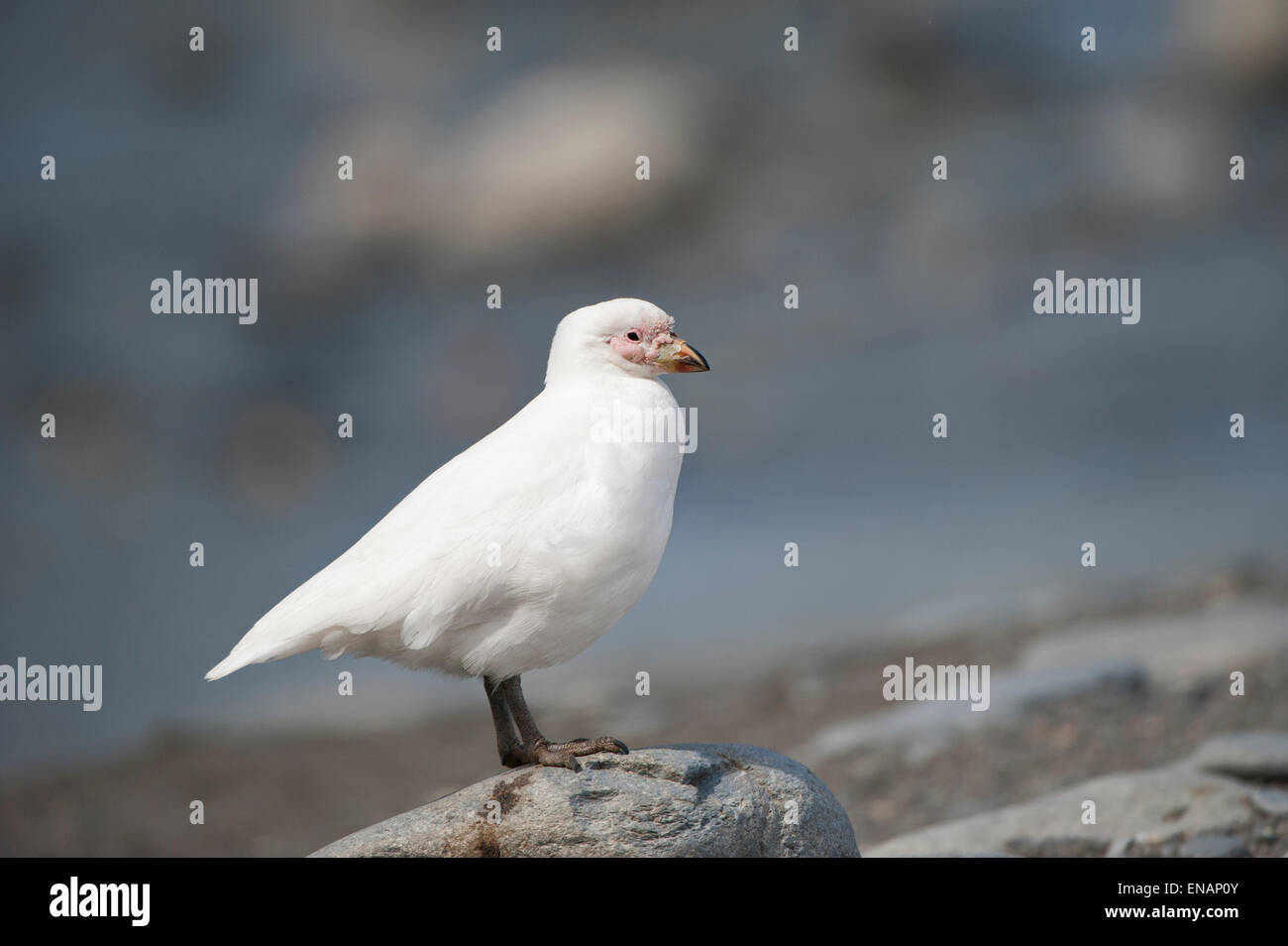 Sheathbill snowy chionis albus hi-res stock photography and images - Alamy