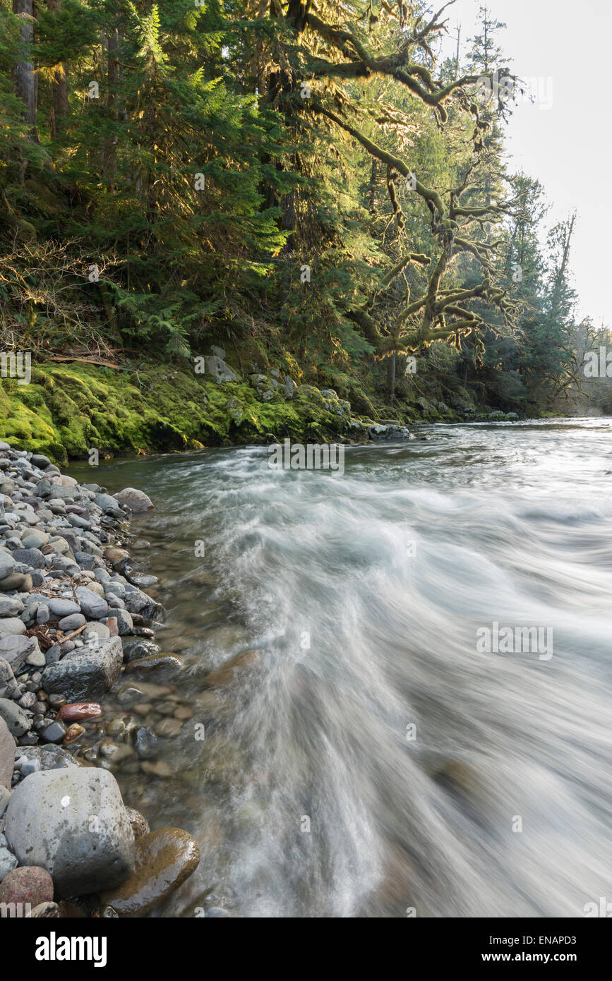 Bigleaf maple tree hi-res stock photography and images - Alamy
