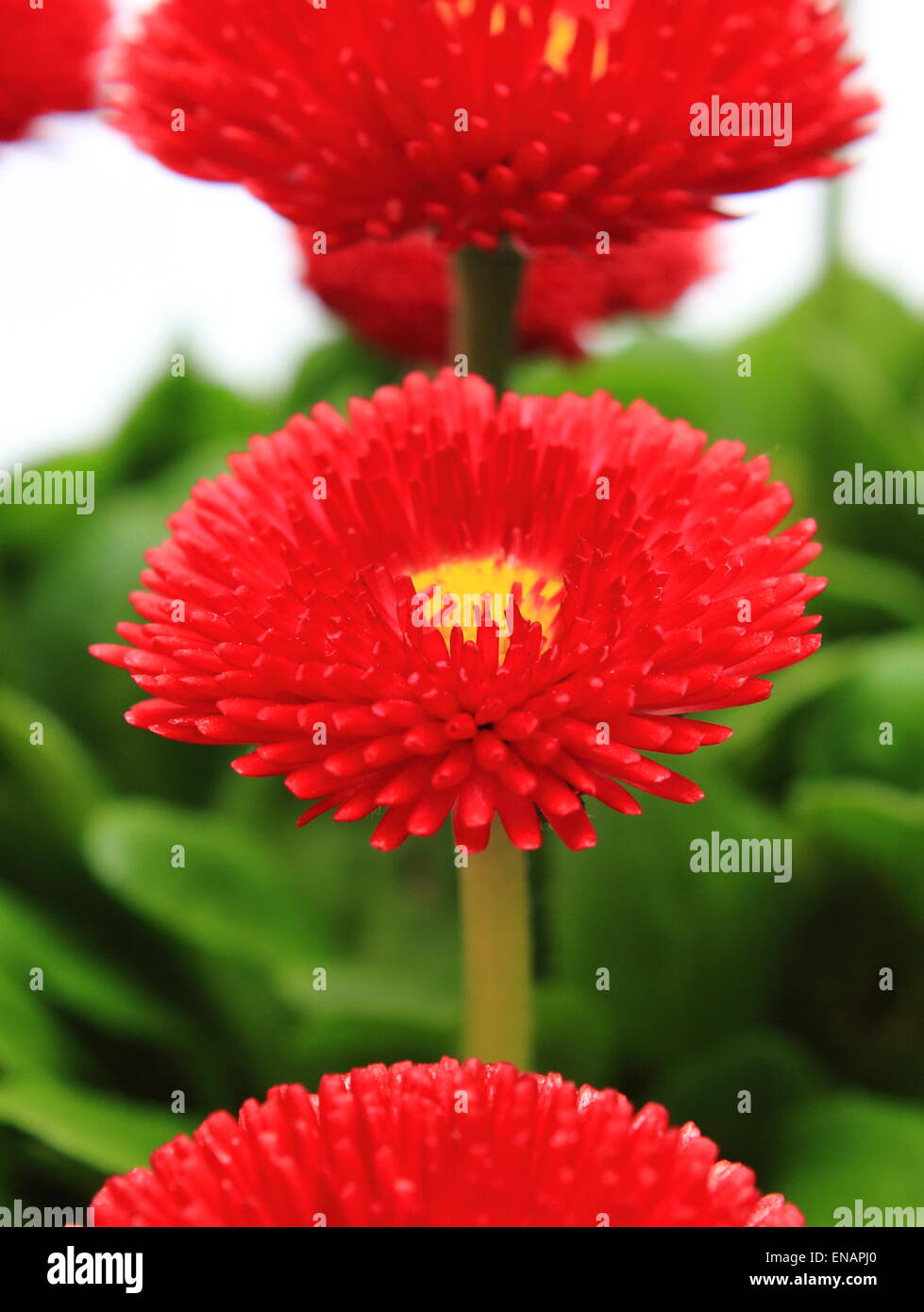 Composition of red daisies on green leaves background Stock Photo - Alamy