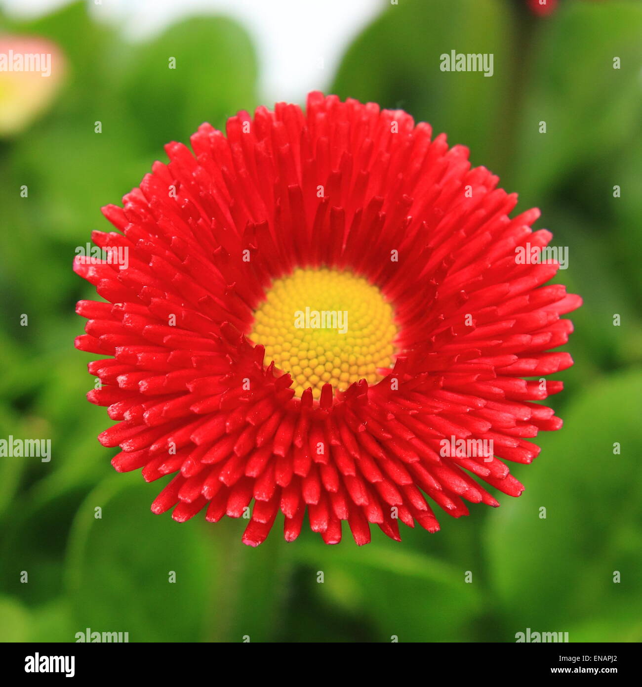 Composition of red daisies on green leaves background Stock Photo - Alamy