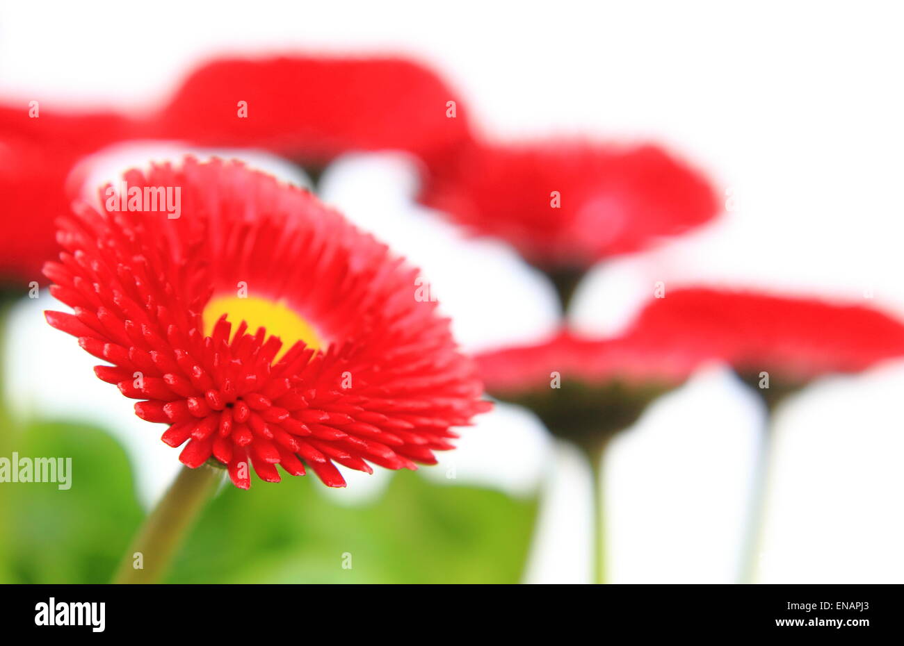 Composition of red daisies isolated on white background Stock Photo - Alamy