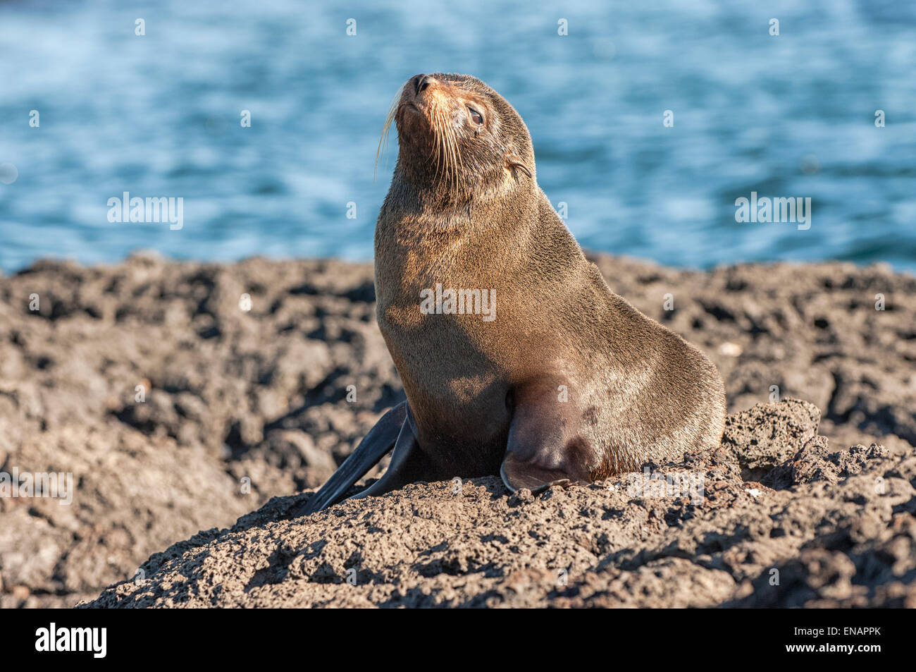 Galapagos fur seal (Arctocephalus galapagoensis Stock Photo - Alamy