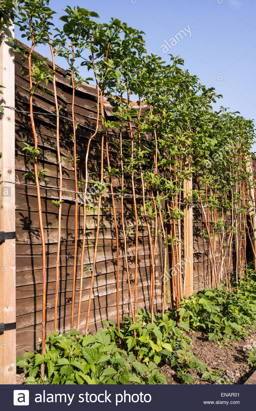 Raspberry Cane High Resolution Stock Photography and Images - Alamy