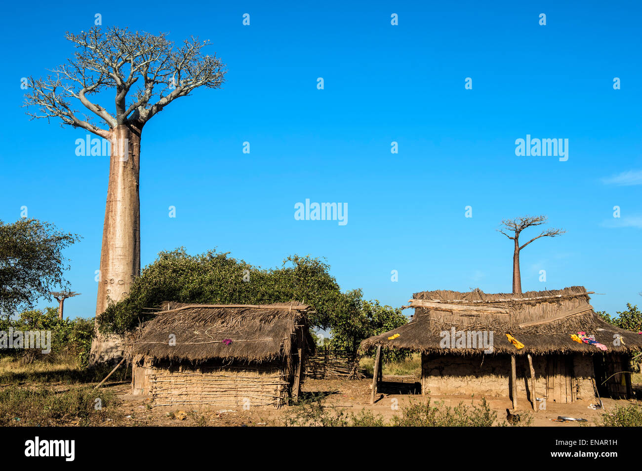 Baobab Tree House