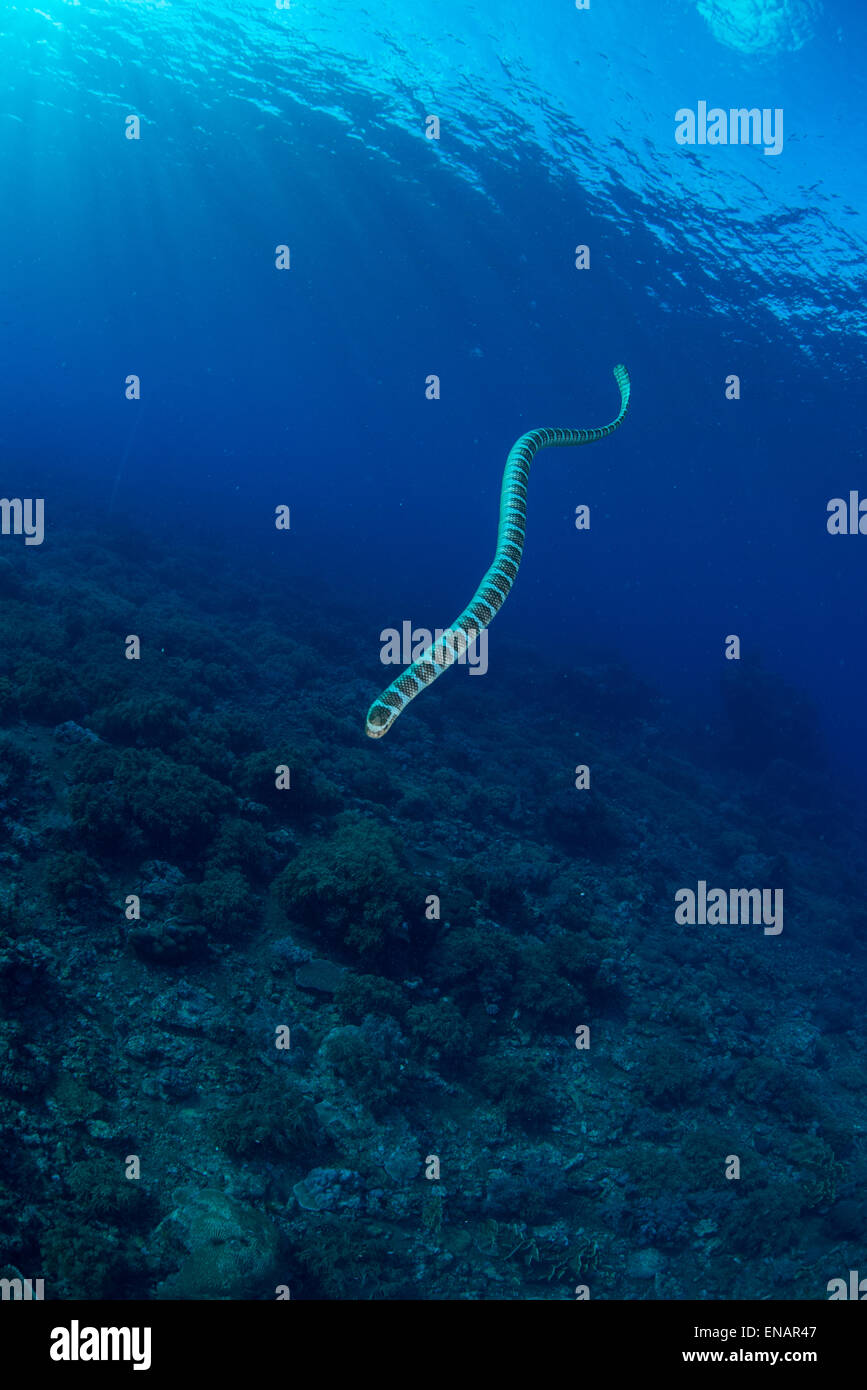 Sea snake reef hi-res stock photography and images - Alamy