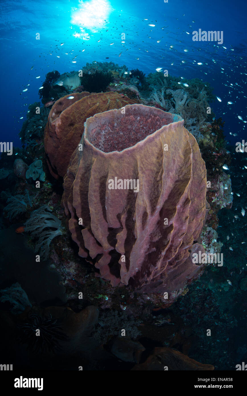 a couple of huge barrel sponges with sun and blue water in the ...