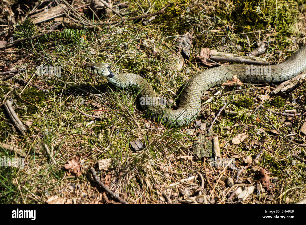 Slithering grass snake hi-res stock photography and images - Alamy