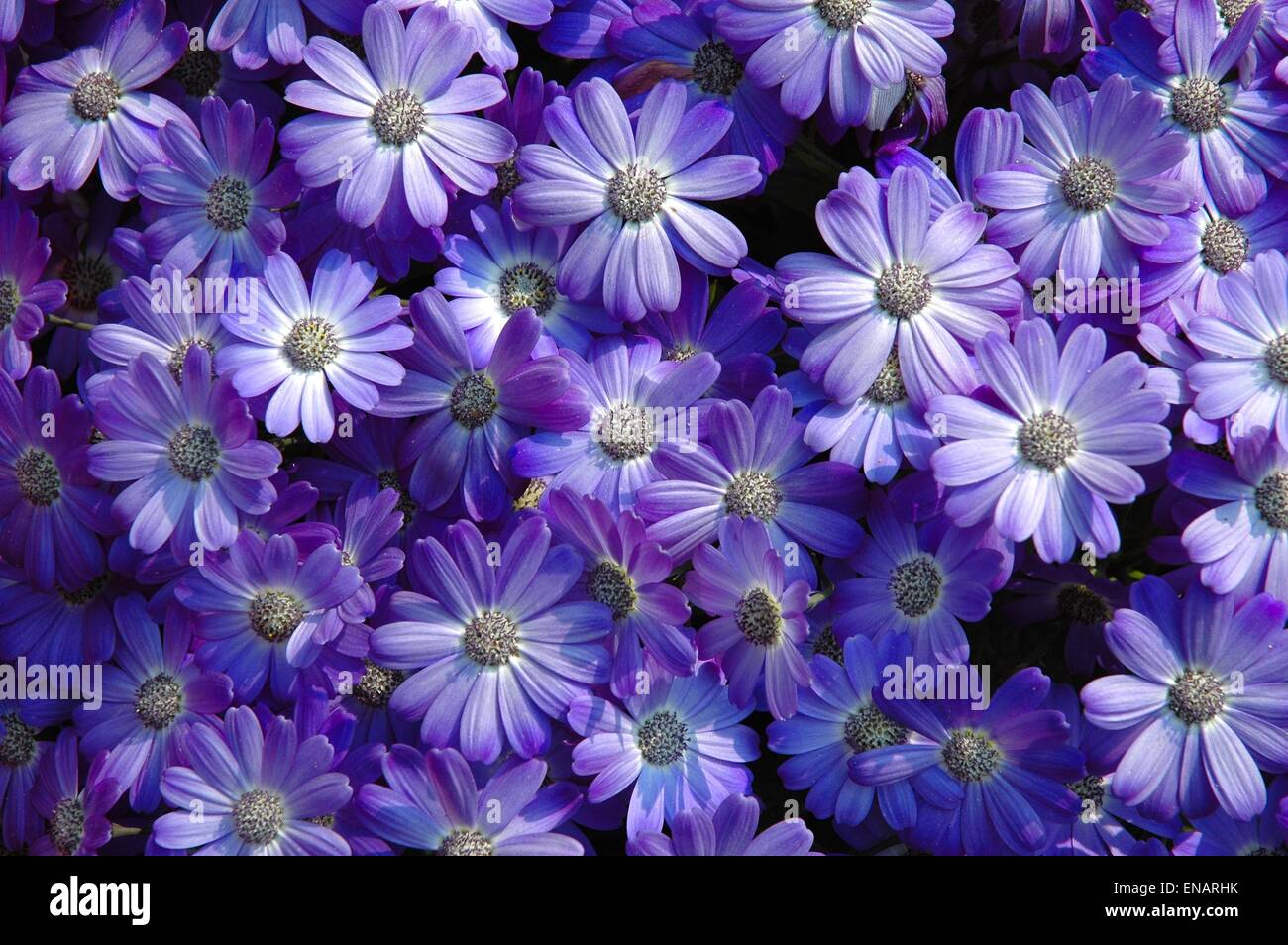 details of colorful flowers in spring season Stock Photo - Alamy