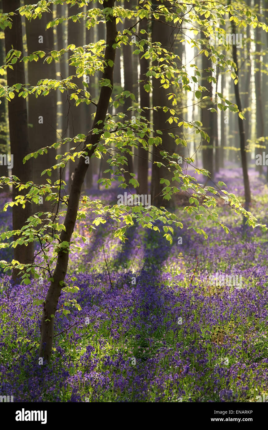 Hyacinth tree hi-res stock photography and images - Alamy