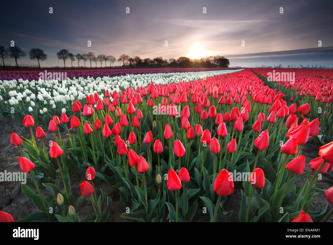 Sunrise flower field hi-res stock photography and images - Alamy