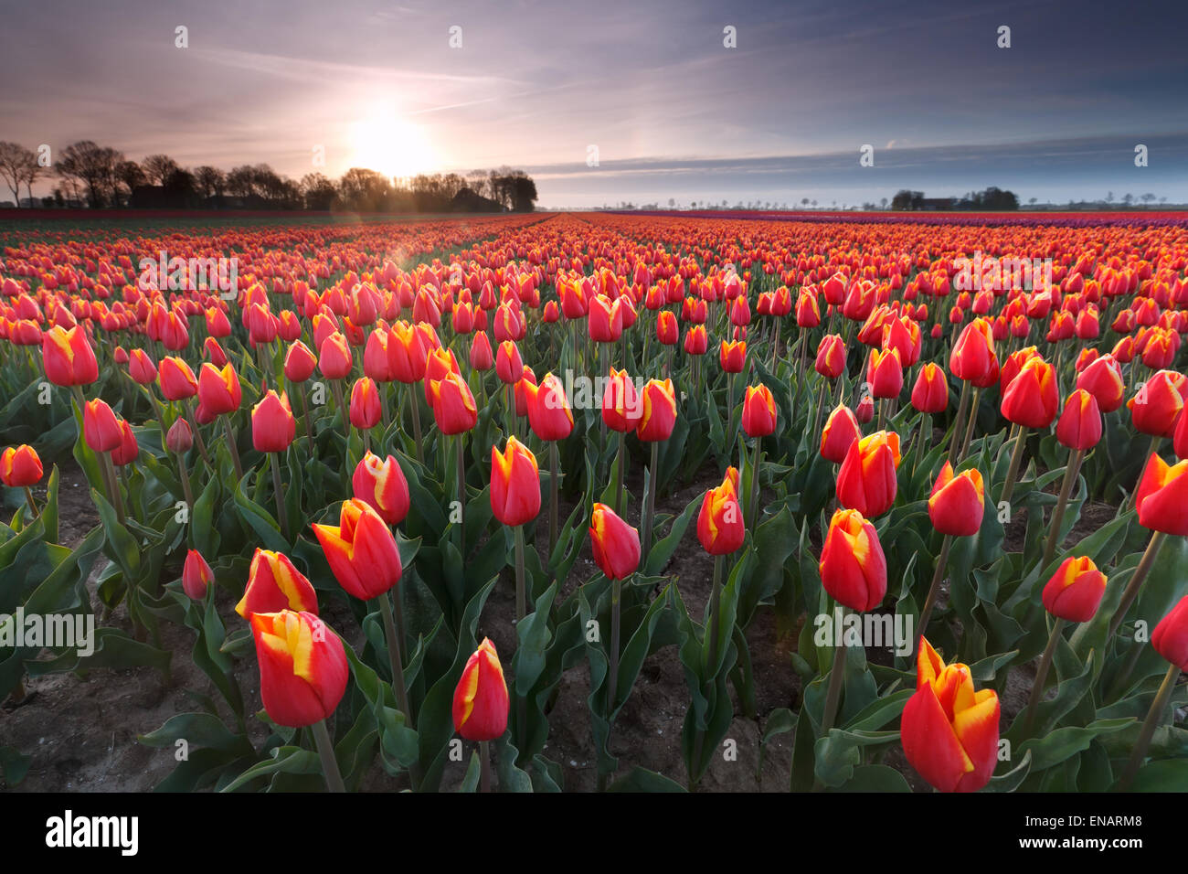 sunrise over red tulip field, Flevoland, Netherlands Stock Photo - Alamy