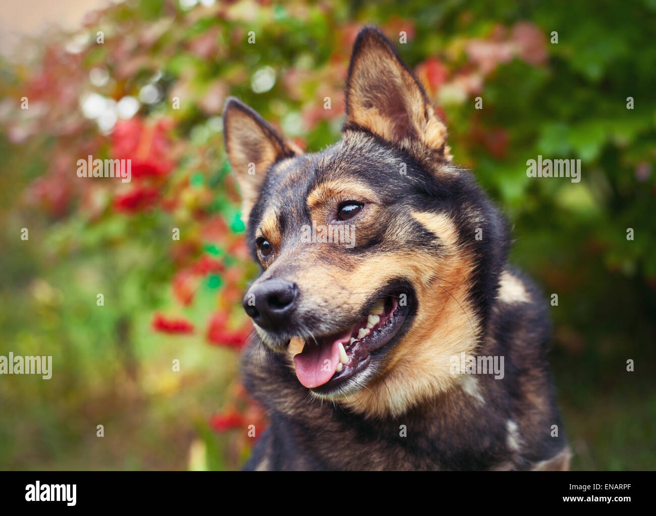 Portrait of a dog outdoors Stock Photo - Alamy