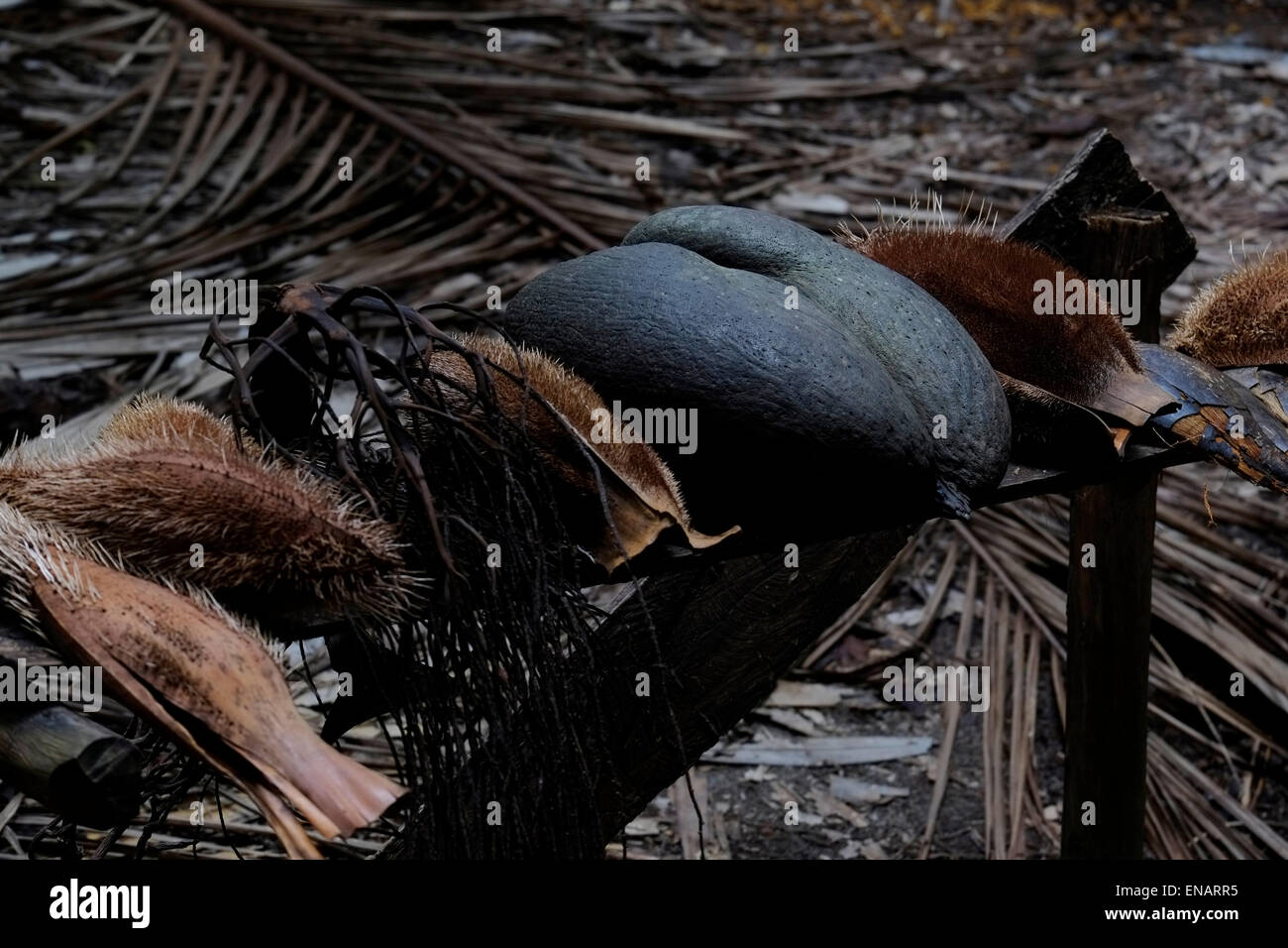 Coco de Mer world heaviest nut in Vallee de Mai Unesco Heritage site in ...