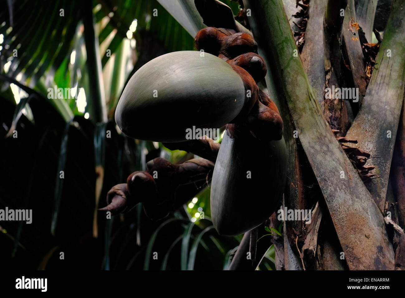 Coco de mer male hi-res stock photography and images - Alamy