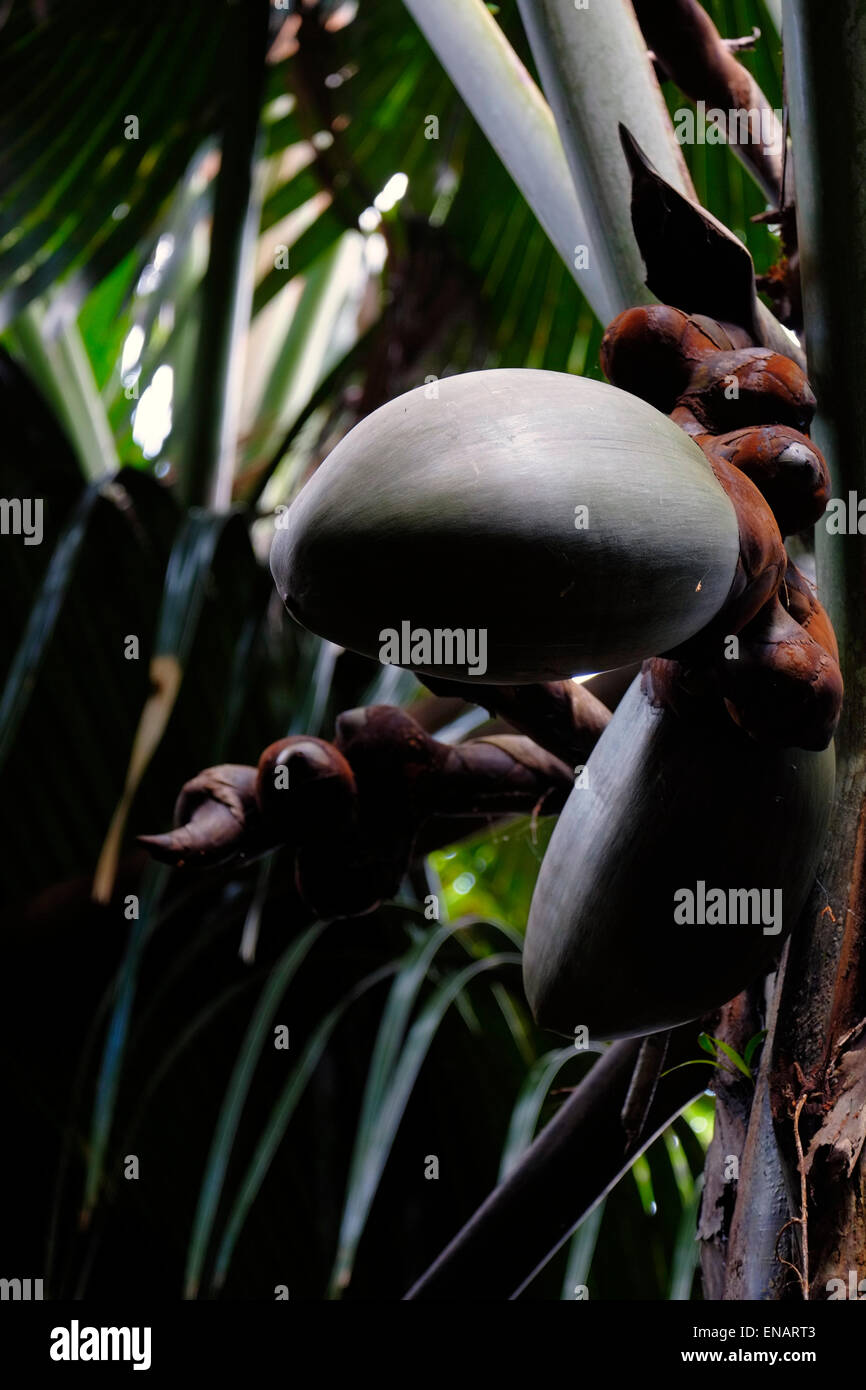 Coco de mer flower hi-res stock photography and images - Alamy