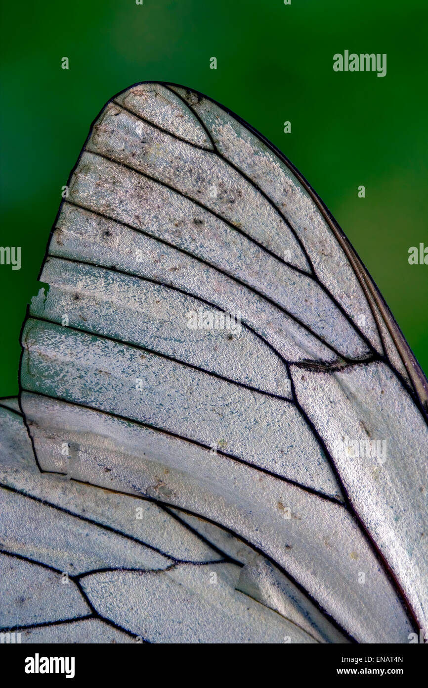 white wing of a butterfly and his line Stock Photo - Alamy