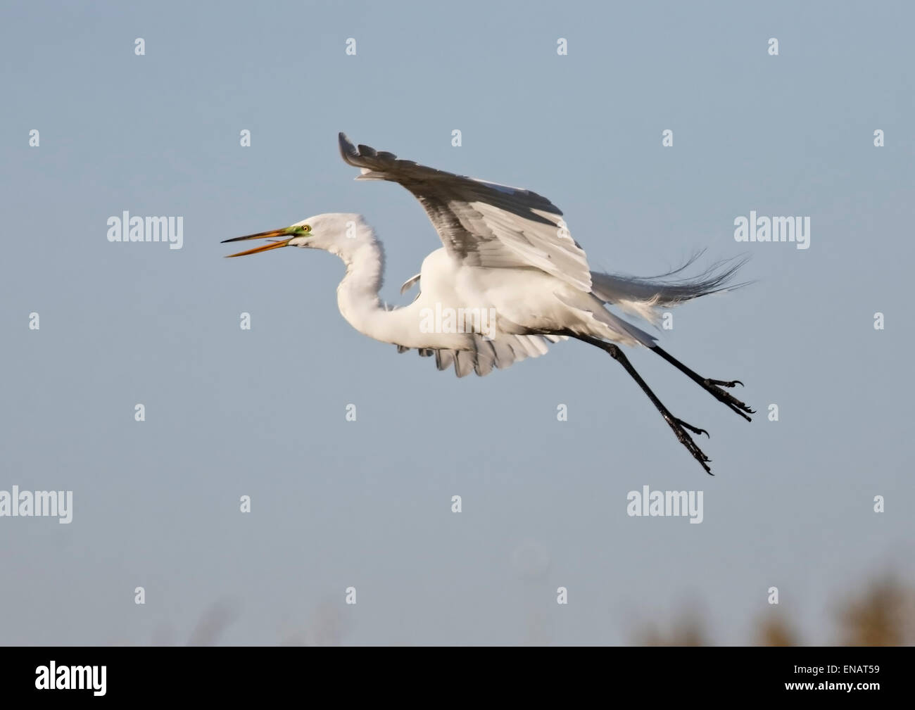 Great Egret; Egretta alba; in flight calling Stock Photo - Alamy
