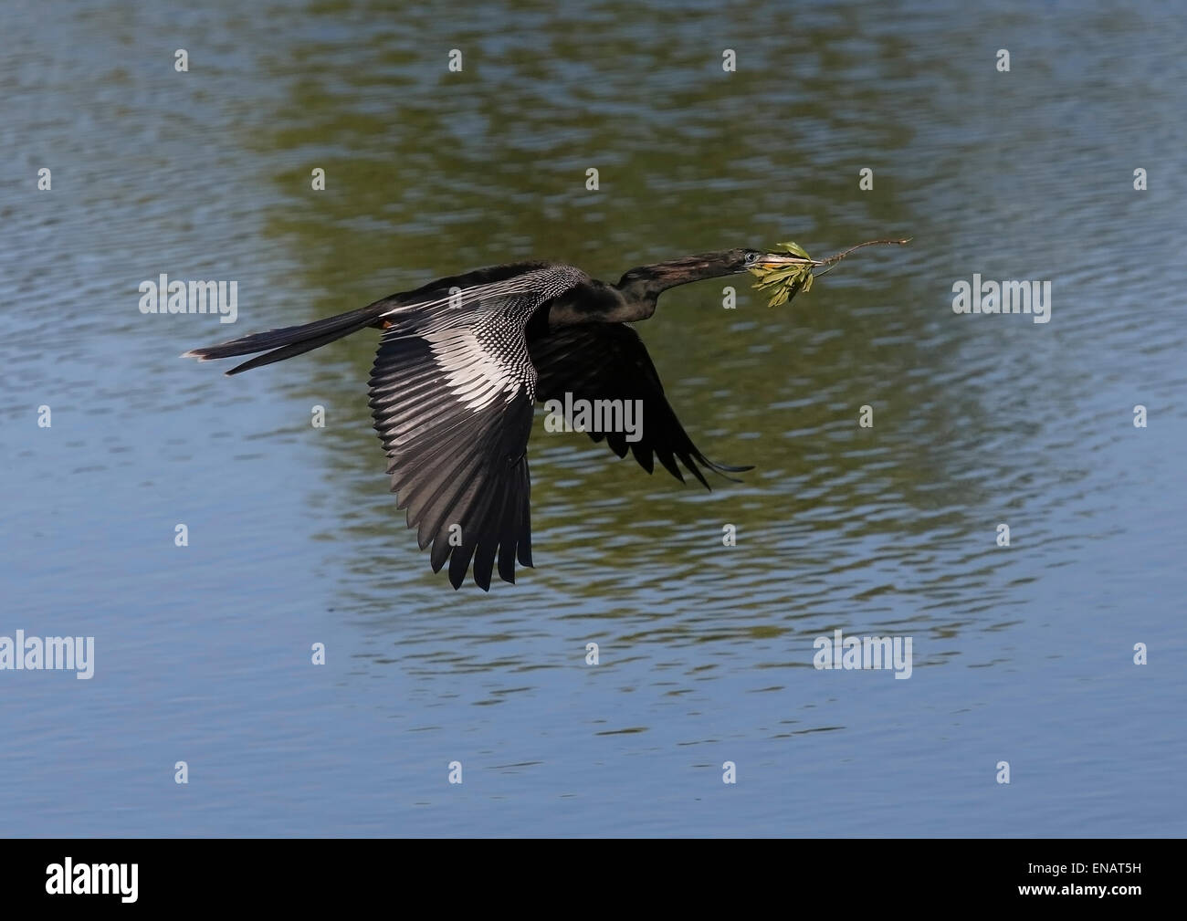 Anhinga; Anhinga anhinga; in flight over water with nesting material in ...