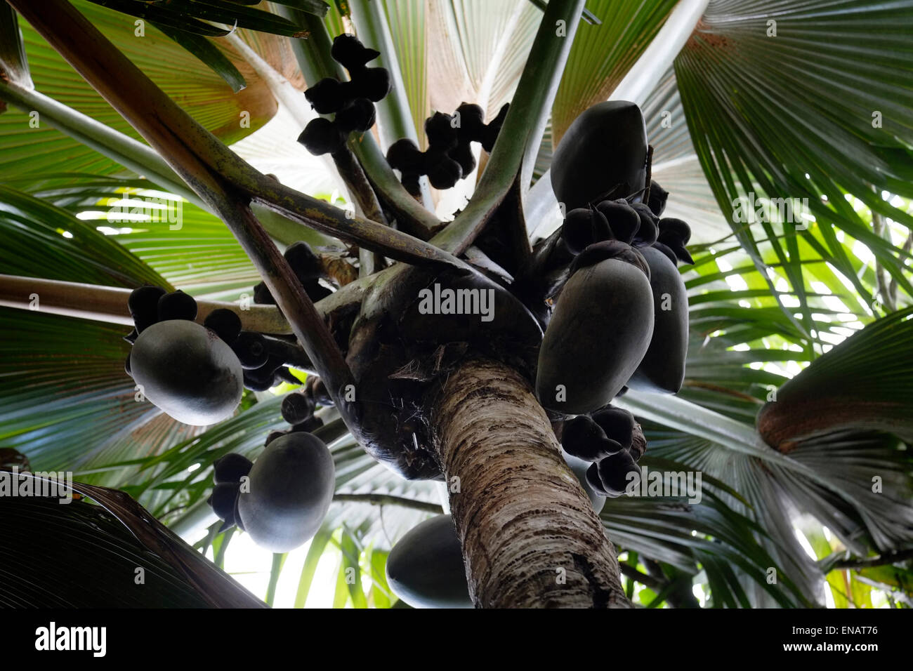 Coco de mer male flower tree in Vallee de Mai Nature Reserve which ...