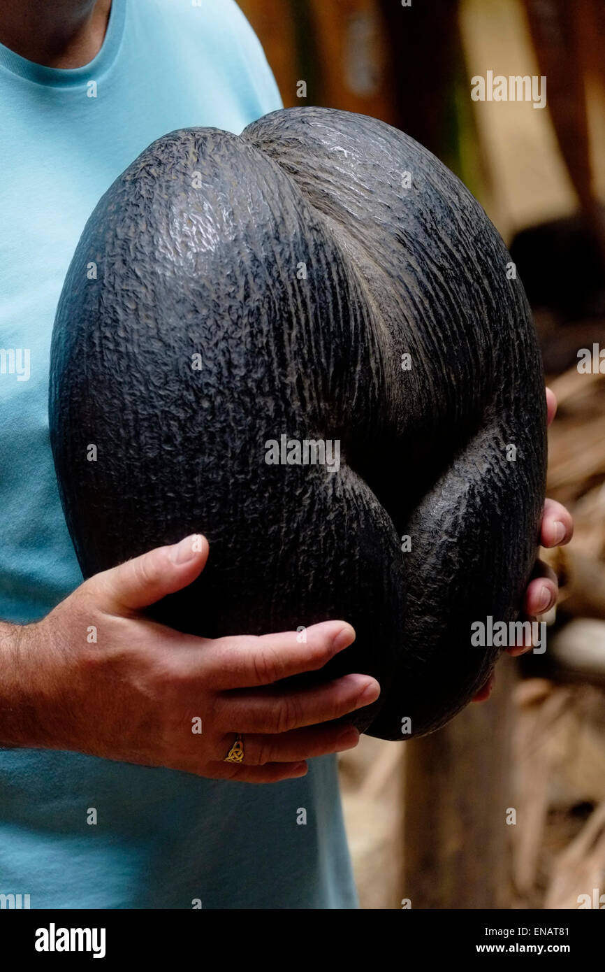 Coco De Mer Nut High Resolution Stock Photography and Images - Alamy