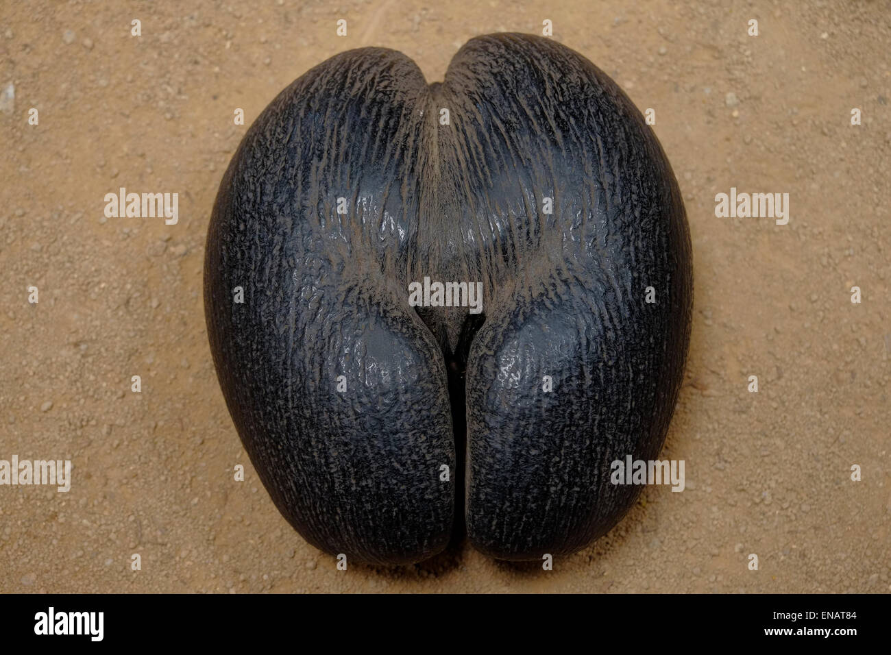 Coco de Mer world heaviest nut in Vallee de Mai Unesco Heritage site in ...