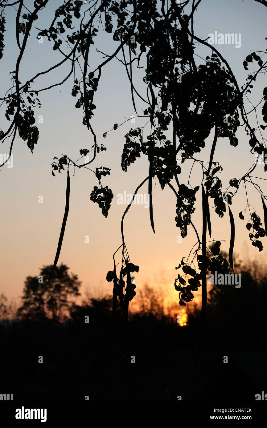 Sunset over the hills of Phu Ruea National Park in Loei Province ...