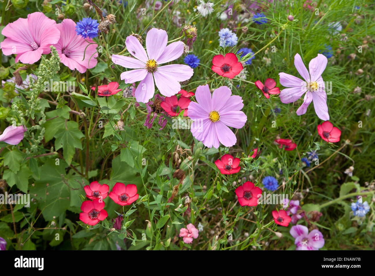 Section of wild flower meadow Stock Photo - Alamy