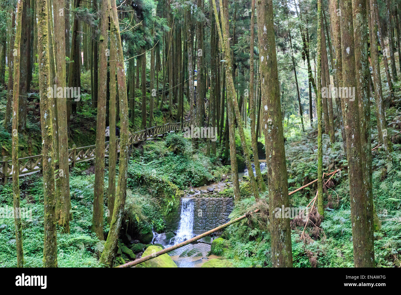 Forest landscape at Alishan national park, Taiwan Stock Photo - Alamy