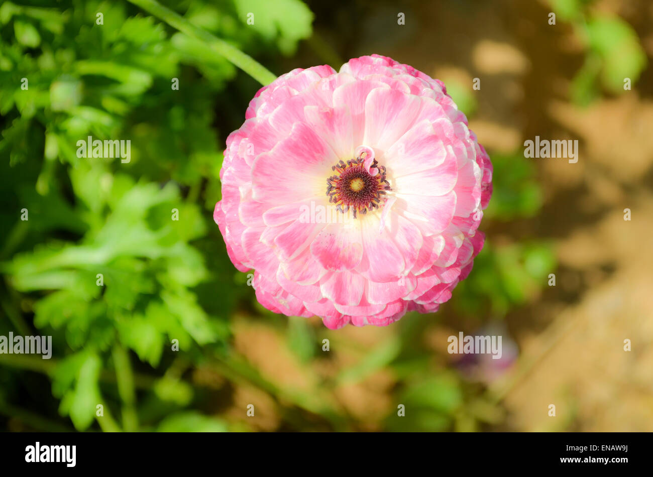 A field of pink cultivated Buttercup (Ranunculus) flowers for export to ...