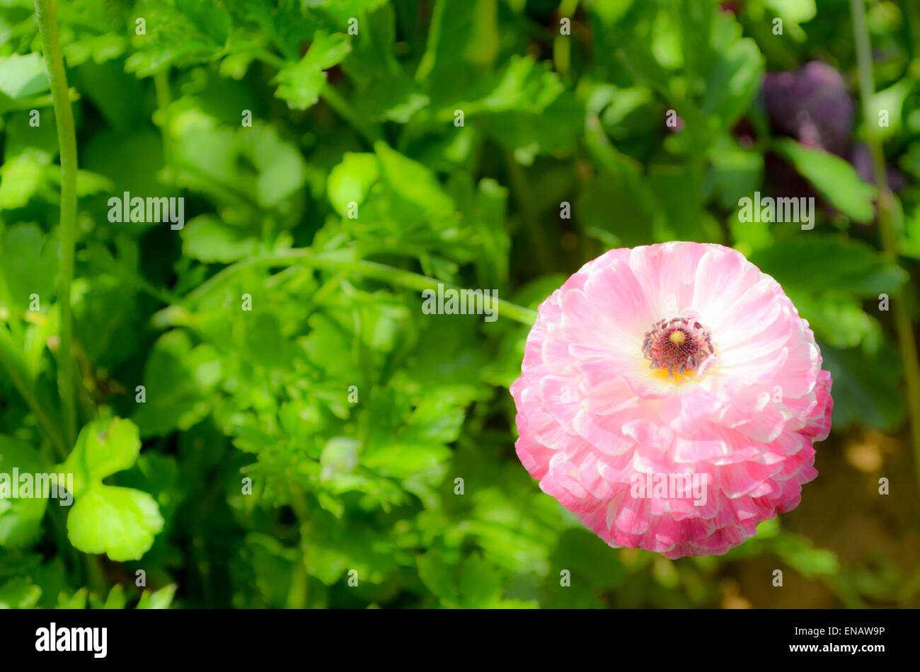 A field of pink cultivated Buttercup (Ranunculus) flowers for export to ...
