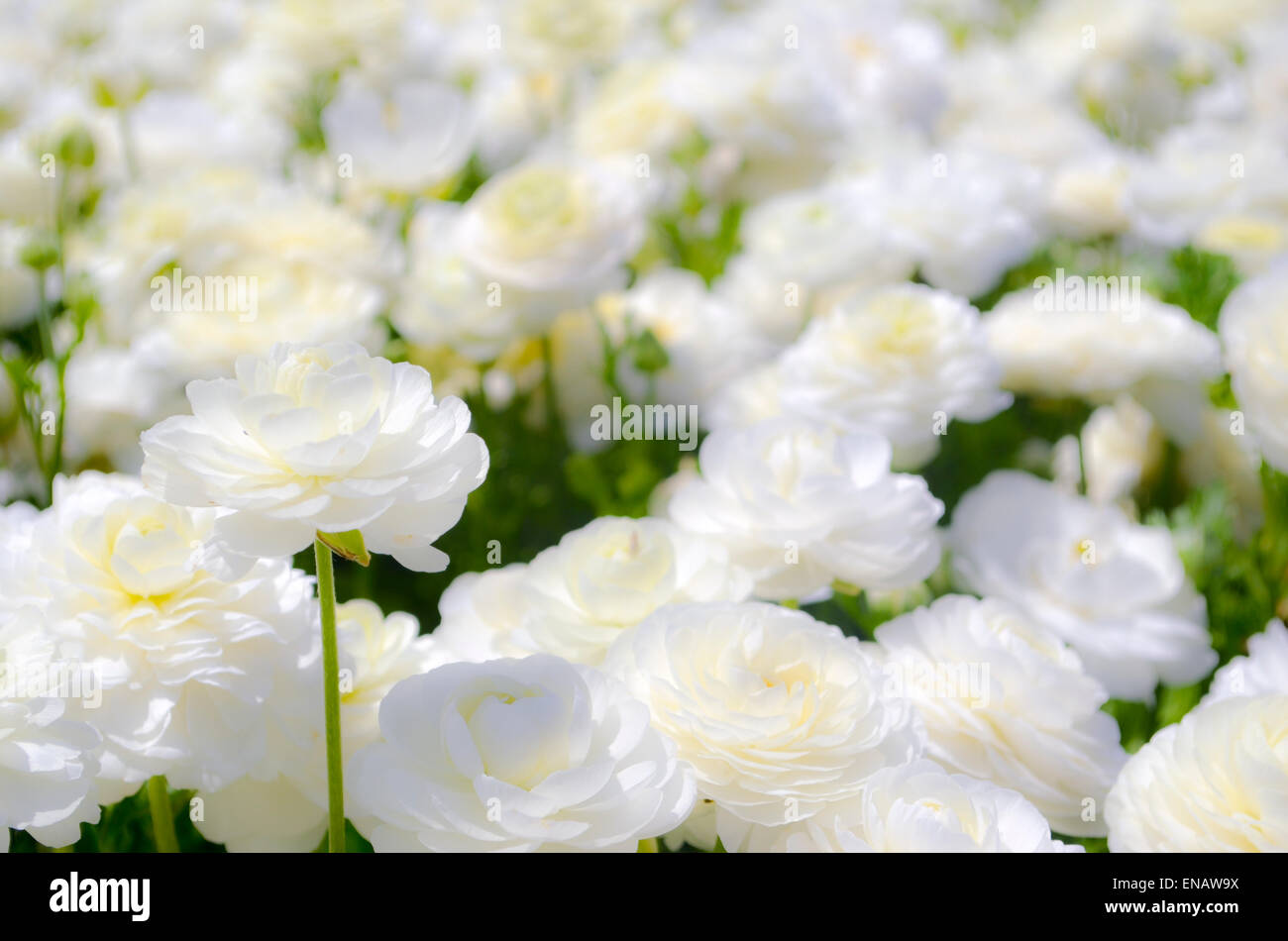 A field of cultivated white Buttercup (Ranunculus) flowers for export ...
