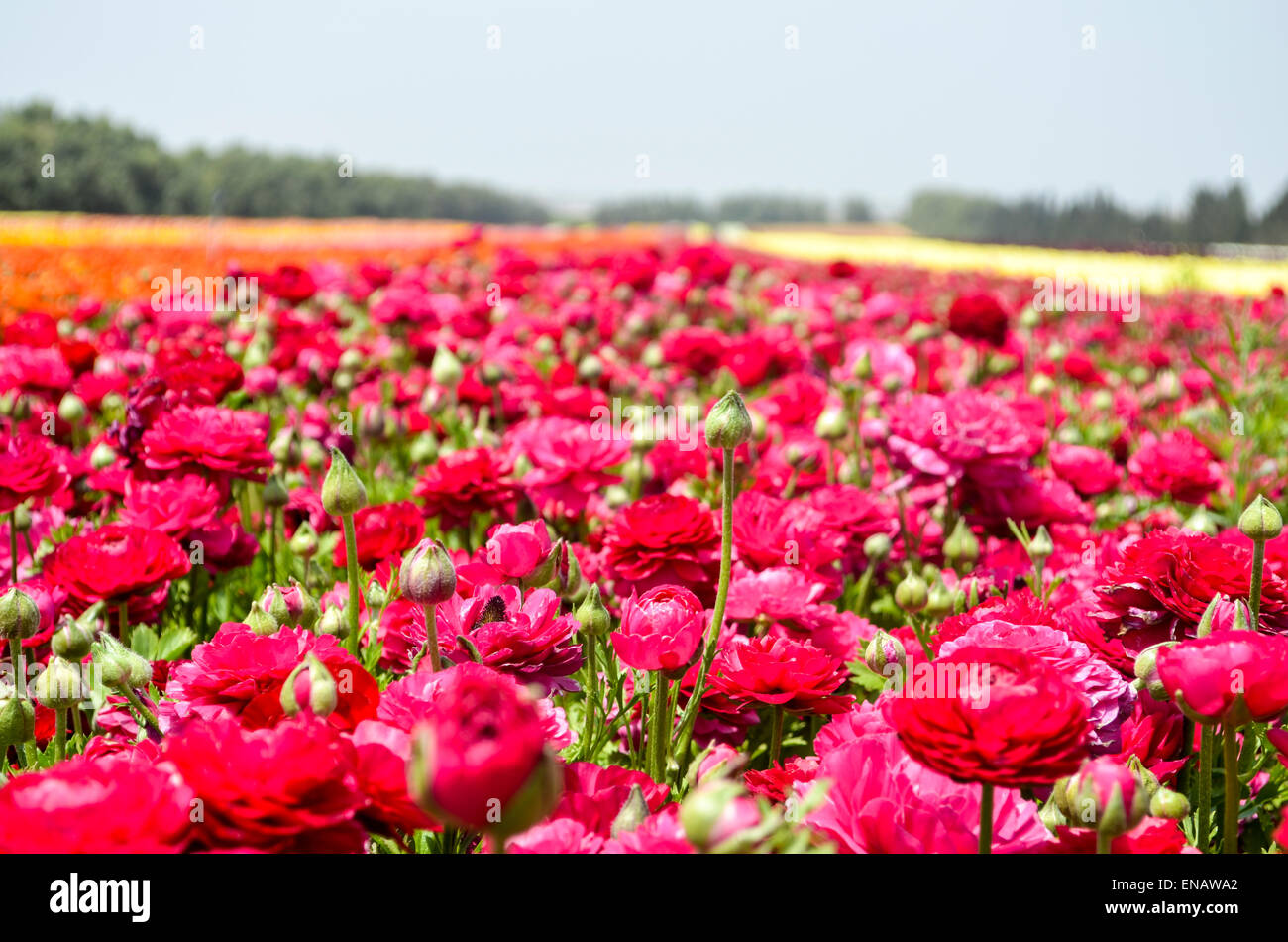 Red buttercup flower hi-res stock photography and images - Alamy