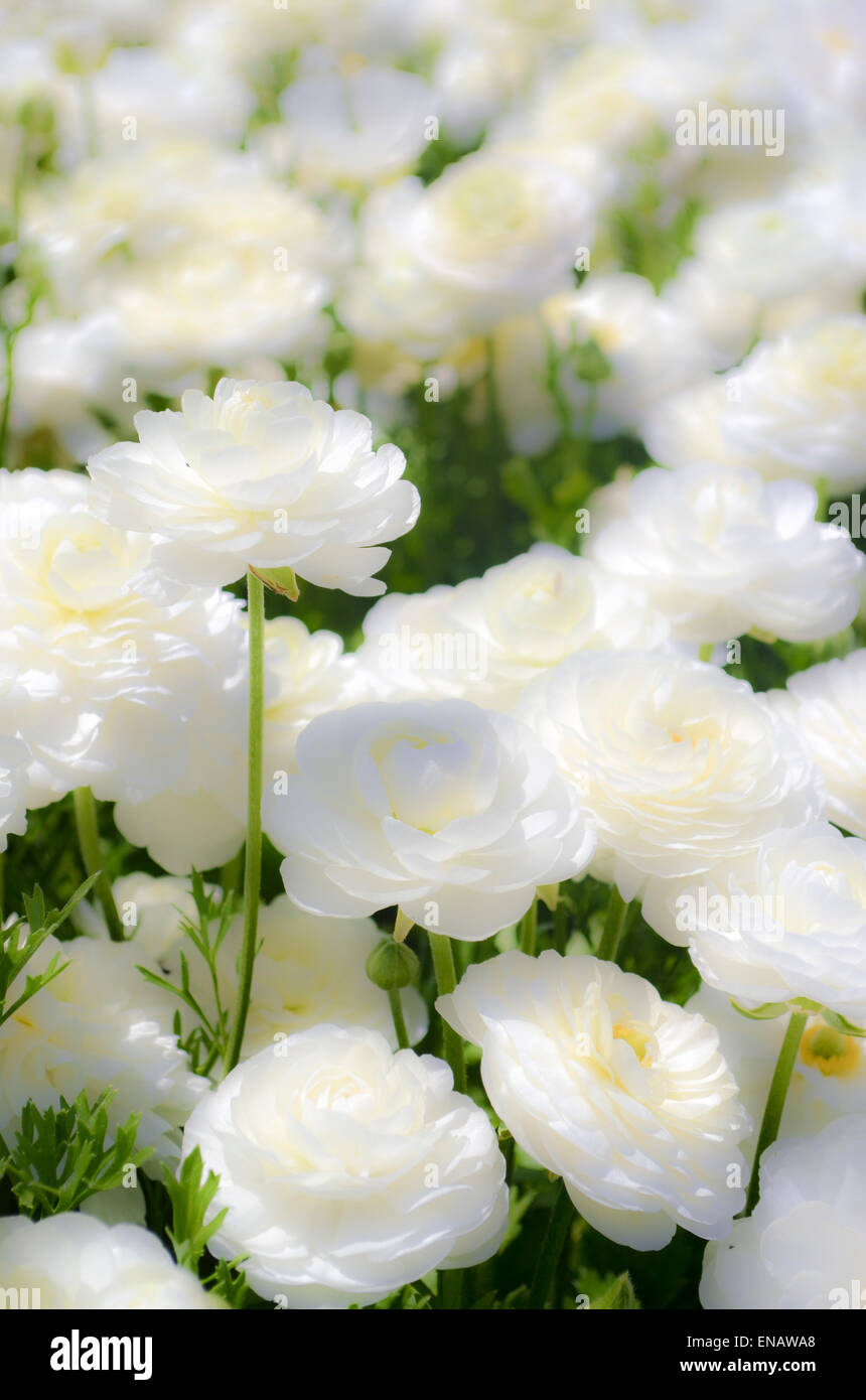 A field of cultivated white Buttercup (Ranunculus) flowers for export ...