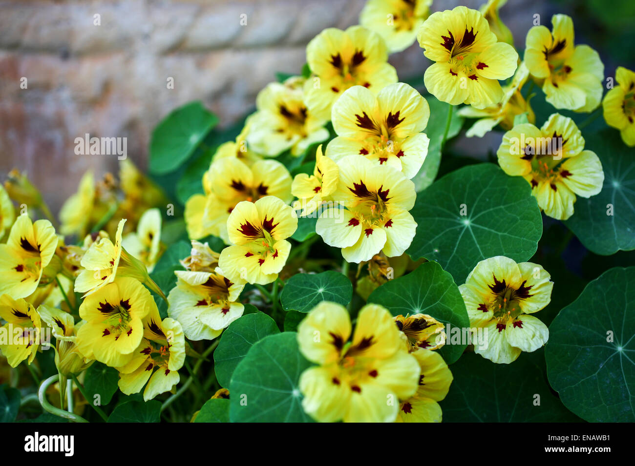 Flower flowers yellow blooming hi-res stock photography and images - Alamy