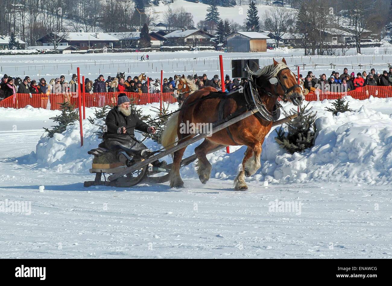 One of the great attractions in winter at Rottach-Egern - the horse ...