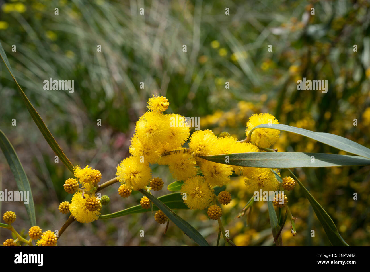 Acacia pycnantha, golden wattle, growing by the coast at Pontal ...