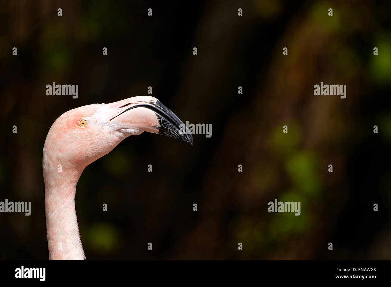 Close up flamingo face hi-res stock photography and images - Alamy