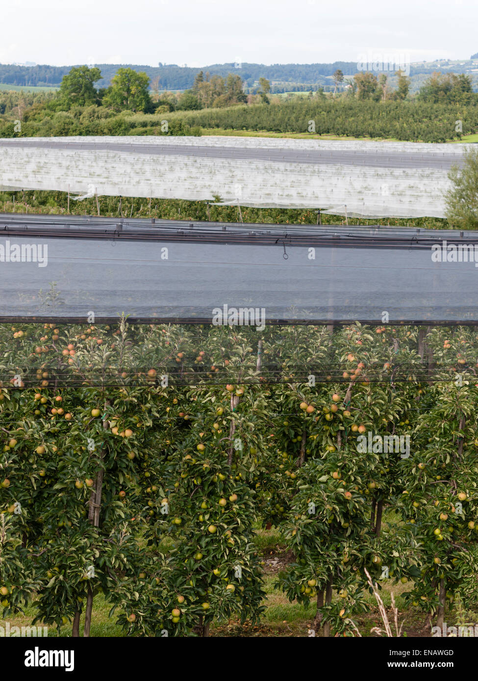Apple orchard in southern Germany near Friedrichshafen (Lake Constance ...