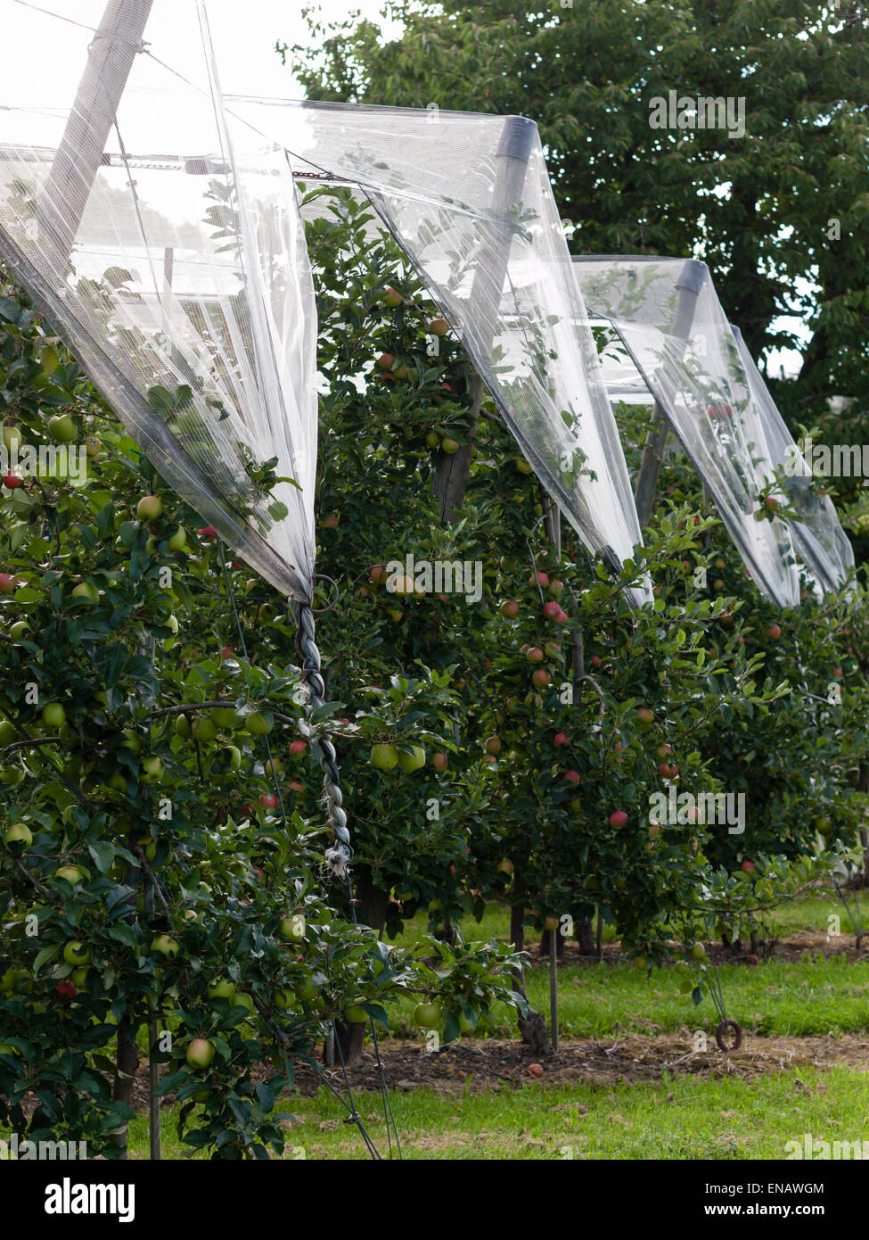 Apple orchard in southern Germany near Friedrichshafen (Lake Constance ...