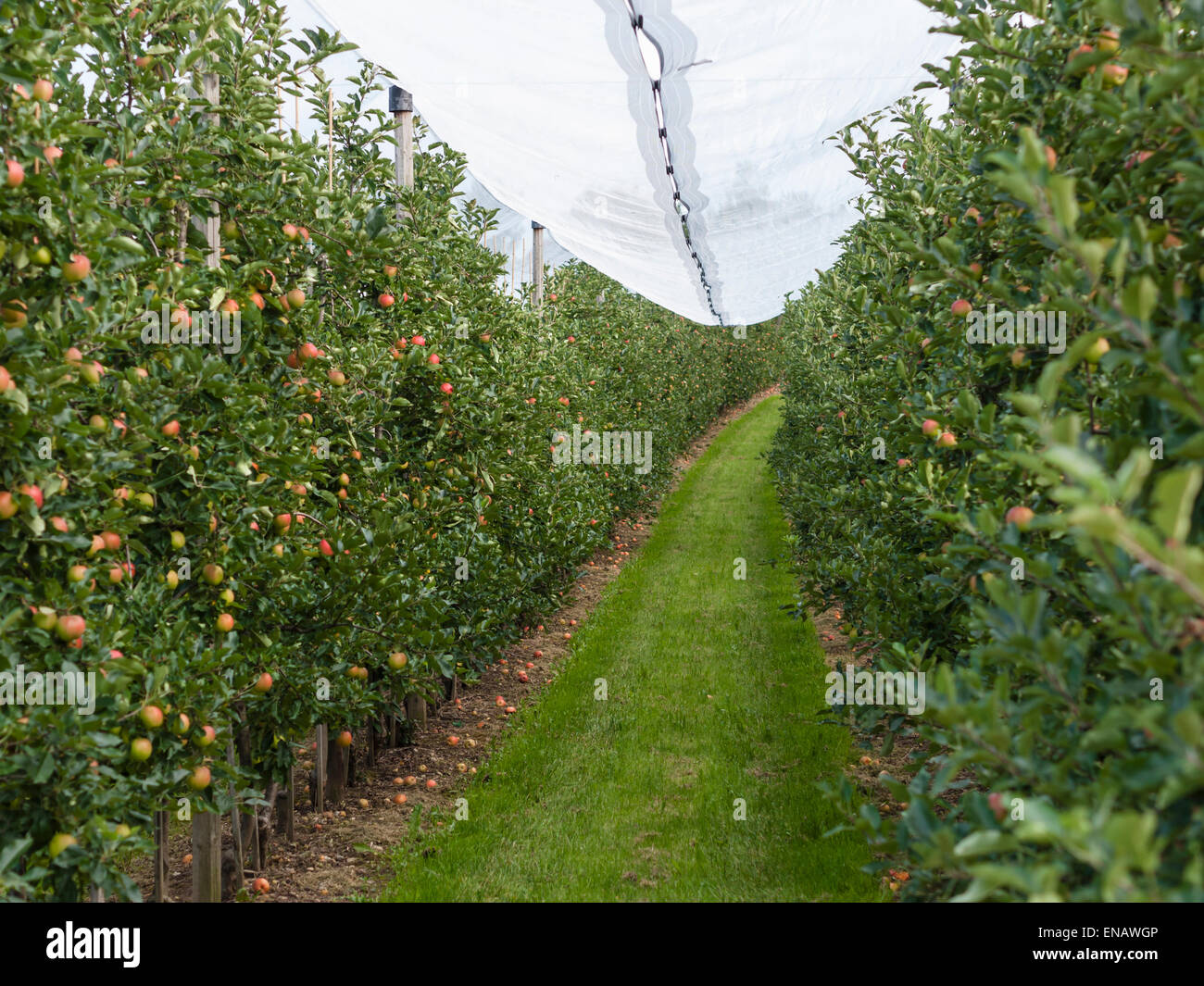 Apple orchard in southern Germany near Friedrichshafen (Lake Constance ...