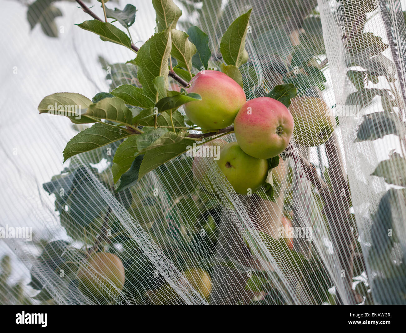 Apple orchard in southern Germany near Friedrichshafen (Lake Constance ...