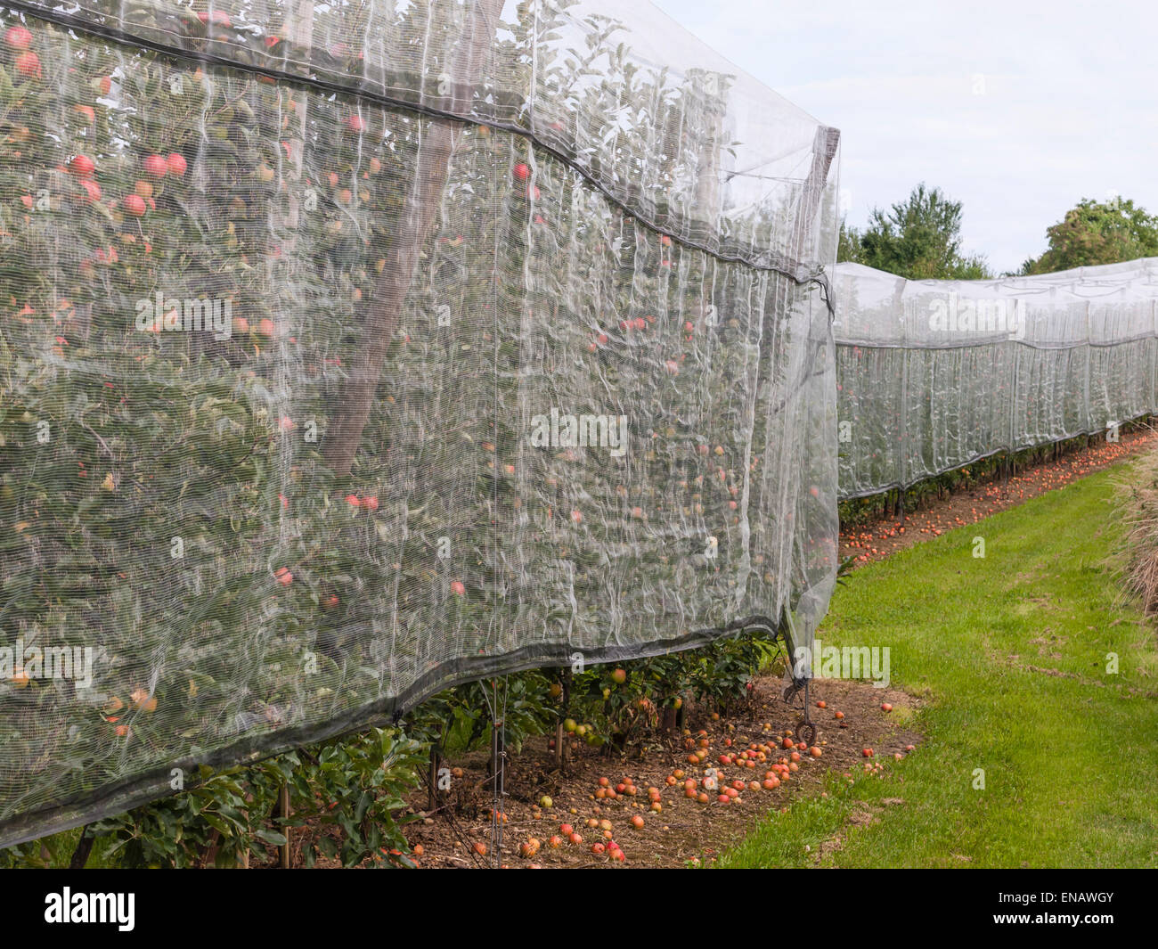 Apple orchard in southern Germany near Friedrichshafen (Lake Constance ...