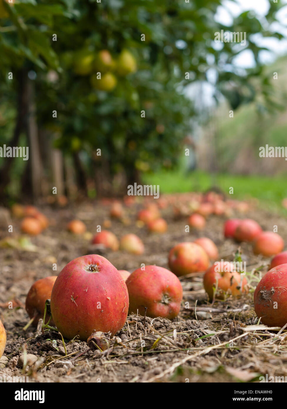 Apple orchard in southern Germany near Friedrichshafen (Lake Constance ...