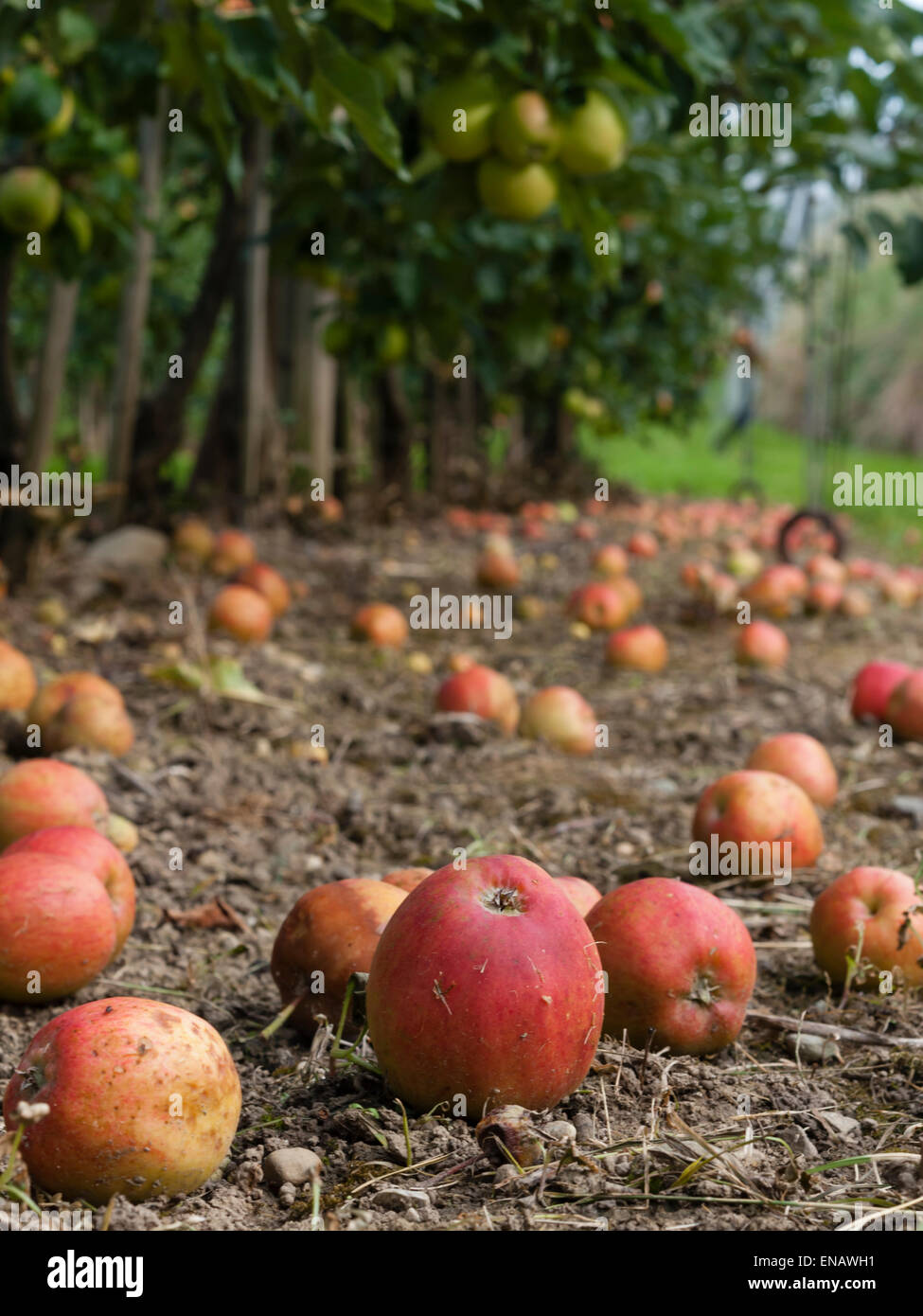 Apple orchard in southern Germany near Friedrichshafen (Lake Constance ...